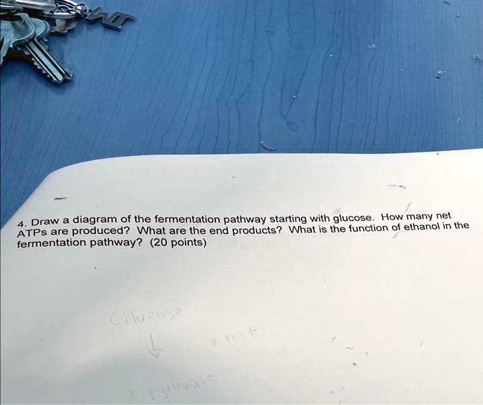 [GET ANSWER] 4. Draw a diagram of the fermentation pathway starting ...