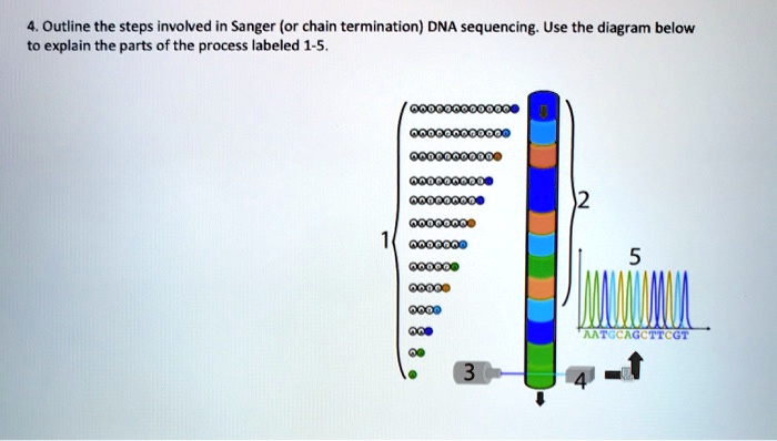 outline the steps involved in sanger or chain termination dna ...