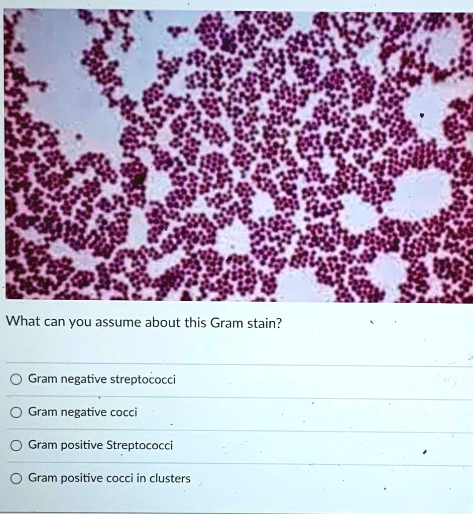 Get Answer What Can You Assume About This Gram Stain Gram Negative Streptococci Gram Negative