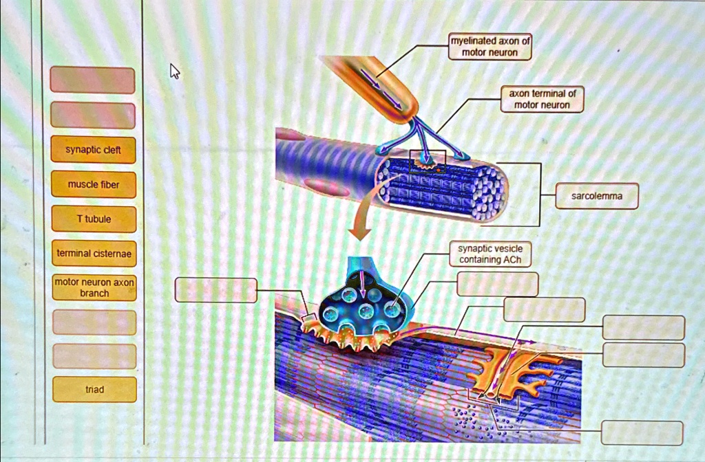 Identify the structures of the nueromuscular junction myelinated axon of motor neuron axon ...