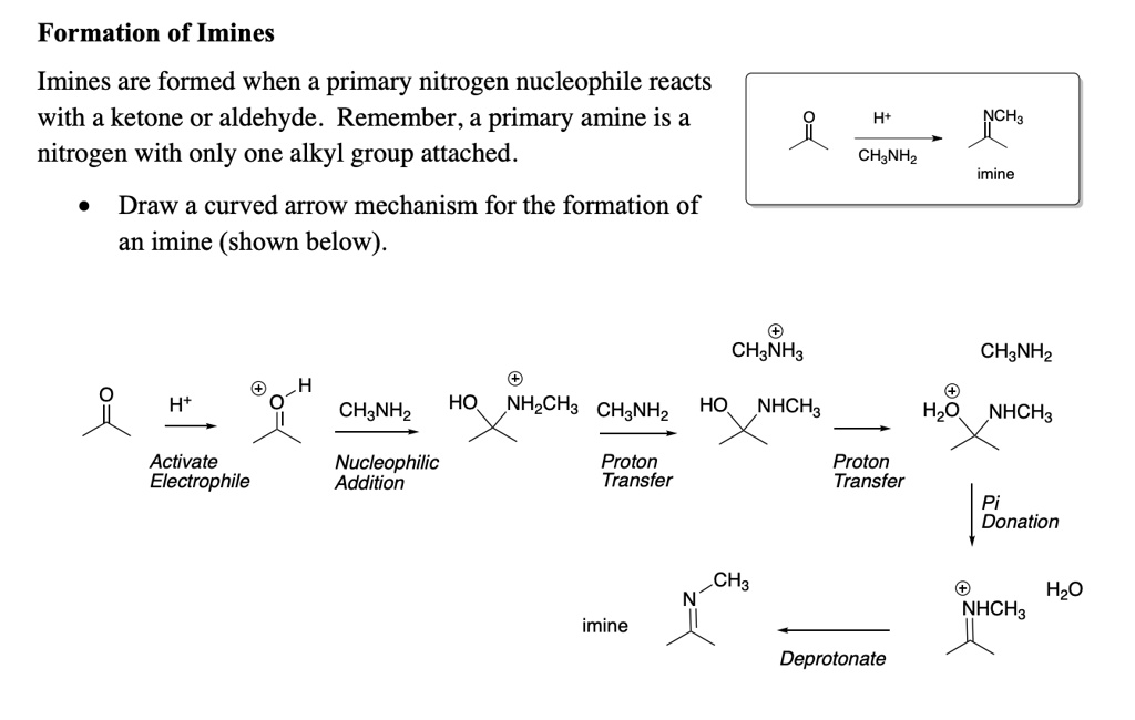 Formation of Imines Imines are formed when a primary nitrogen ...