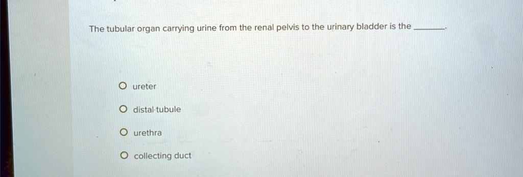 The tubular organ carrying urine from the renal pelvis to the urinary ...