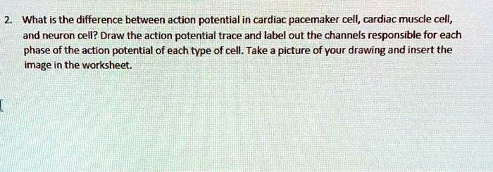 2. What is the difference between action potential in cardiac pacemaker ...