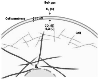 SOLVED: In a cell, respiration reaction occurs as follows:C6H12O6 + O2 > CO2+H2O O2 diffuses ...