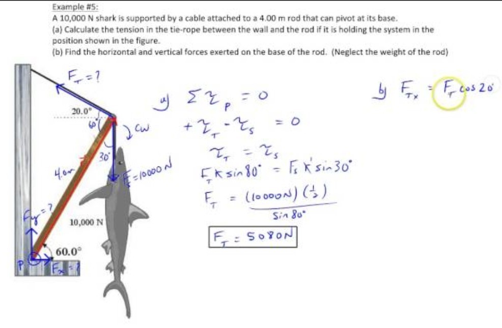 example 5 a 10000 mathrmn shark is supported by a cable attached to a ...