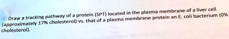 SOLVED: In the plasma membrane of a liver cell, the tracking pathway of a protein (SPT) is ...