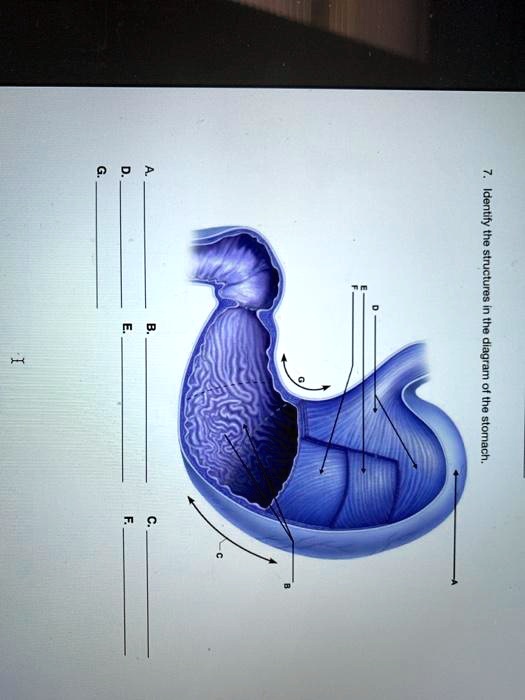 7. Identify the structures in the diagram of the stomach.