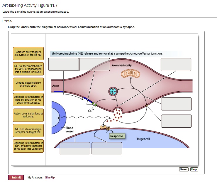 SOLVED: Art-labeling Activity Figure 11.7: Labeling the Signaling Events at an Autonomic Synapse ...