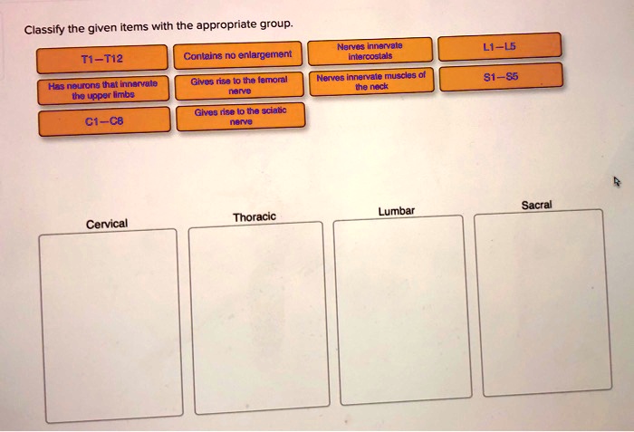 Classify the given items with the appropriate group. T1-T12 Contains no ... Classify the given items with the appropriate group. T1-T12 Contains no ...