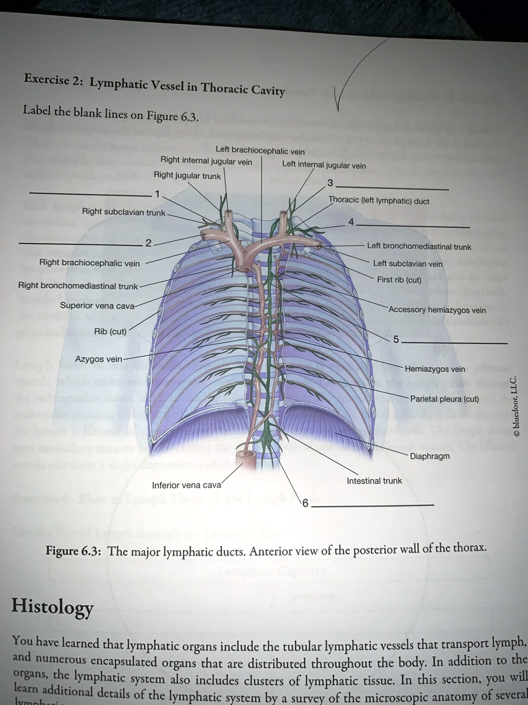 SOLVED: Label all blank lines Exercise 2: Lymphatic Vessel in Thoracic ...