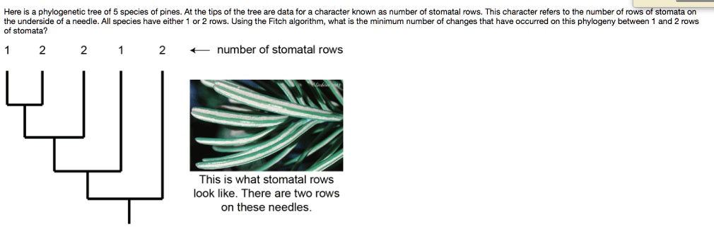 Here is a phylogenetic tree of 5 species of pines. At the tips of the ...