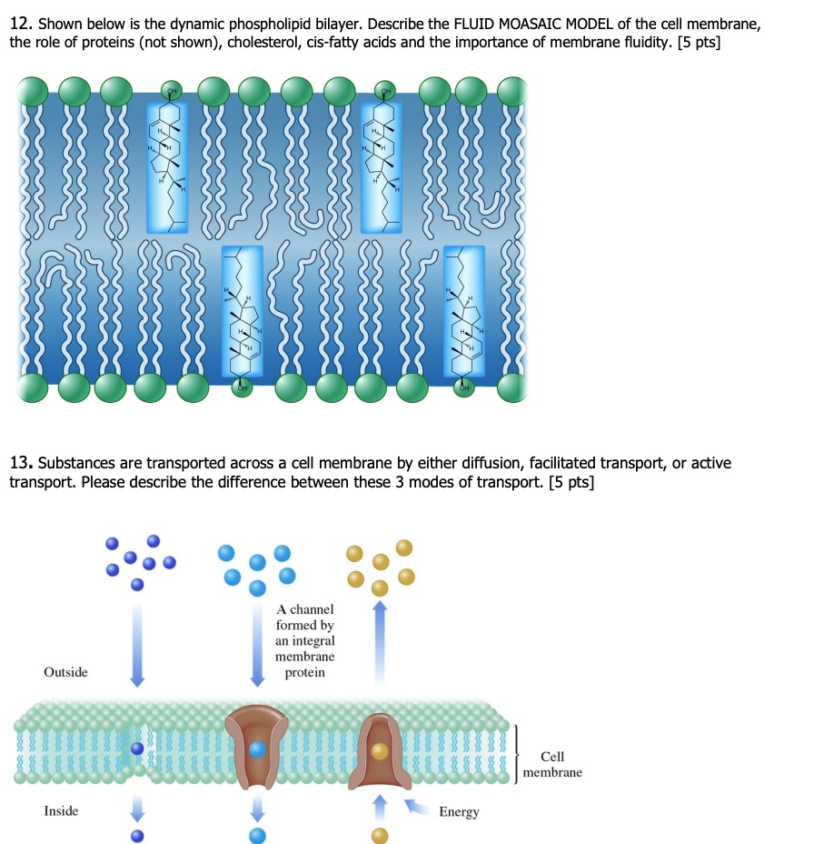 SOLVED: Shown below is the dynamic phospholipid bilayer. Describe the ...