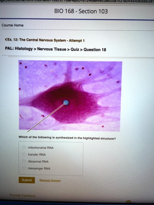 SOLVED: BIO168-Section103 Course Home Ex.12: The Central Nervous System ...