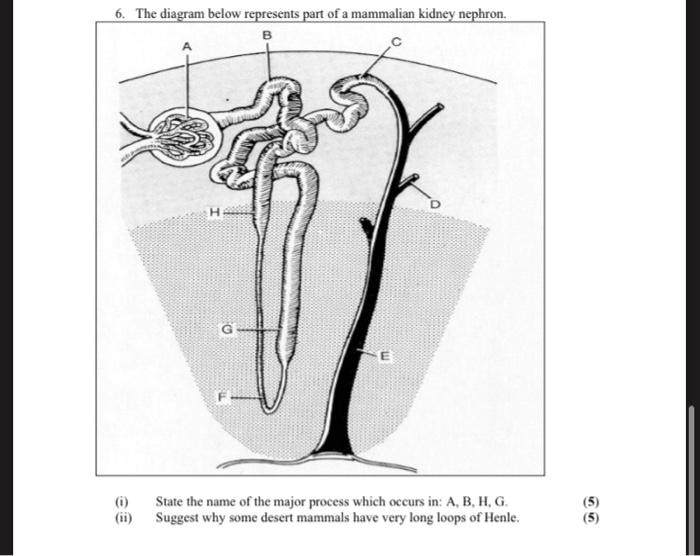 The diagram below represents part of a mammalian kidney nephron. (i ...