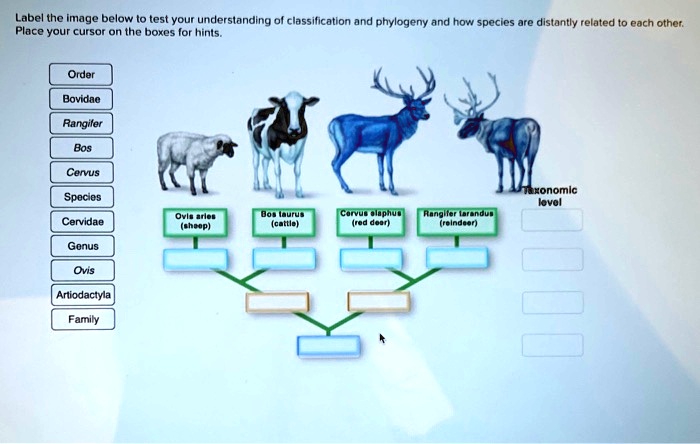 Label the image below to test your understanding of classification and ...