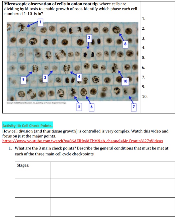 Microscopic observation of cells in onion root tip, where cells are ...