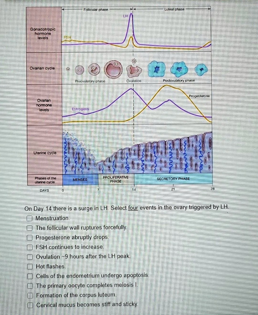 Gonadotropic hormone levels FSH Follicular phase Luteal phase LH ...