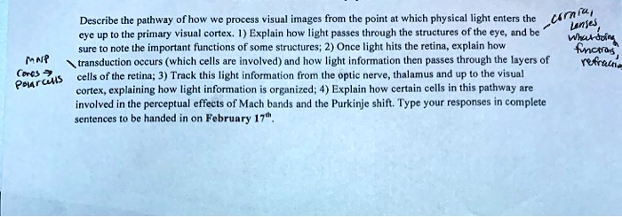 describe the pathway ofthow proccss visua images from the point at ...