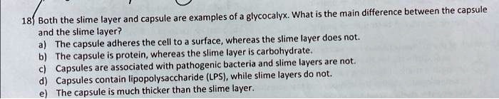 18) Both the slime layer and capsule are examples of a glycocalyx. What ...