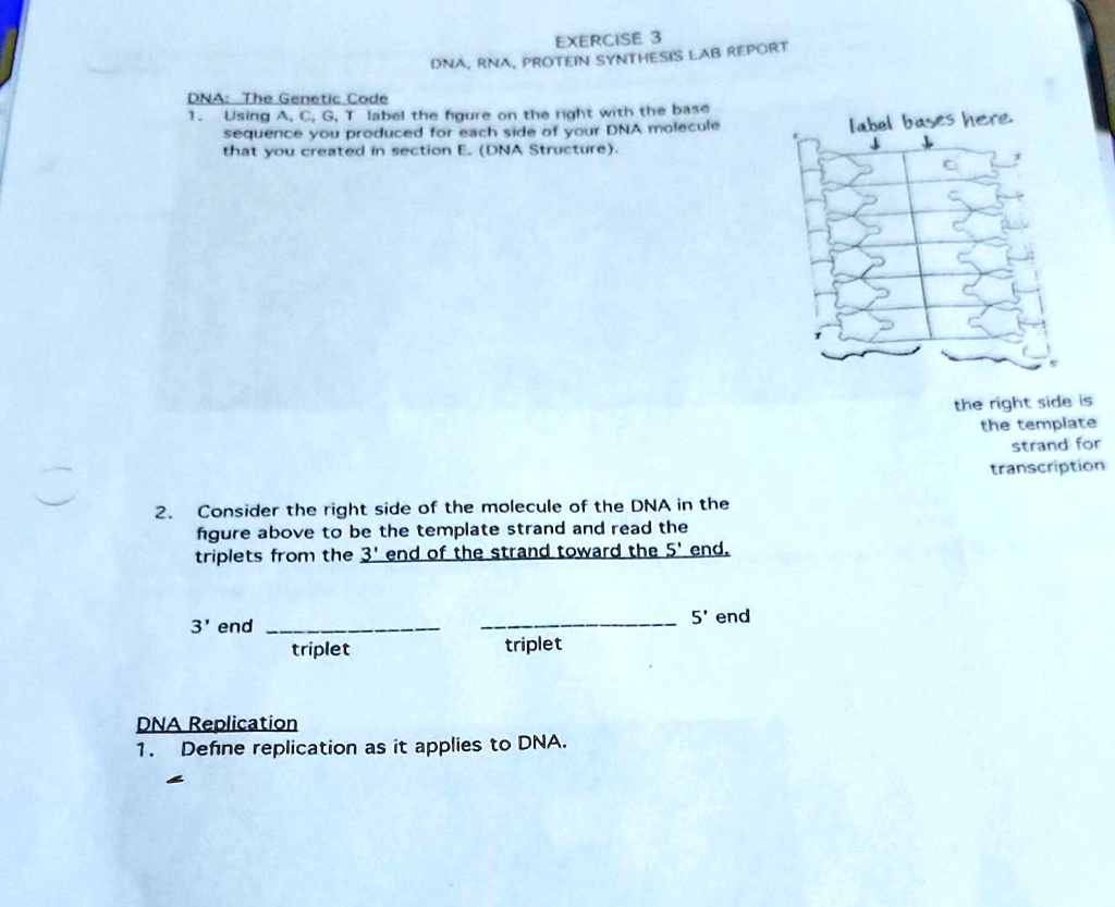 SOLVED: Texts: EXERCISE 3 DNA: The Genetic Code 1 Label bases here that ...