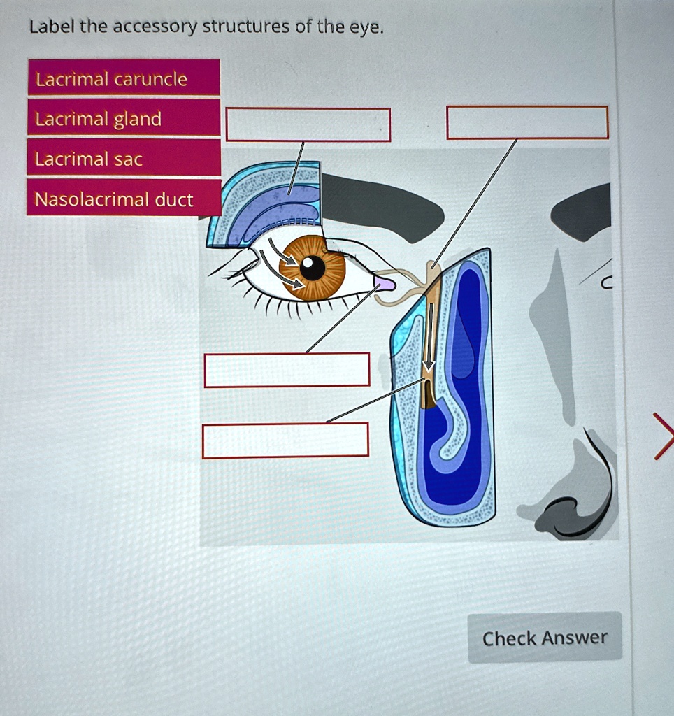 label the accessory structures of the eye lacrimal caruncle lacrimal ...