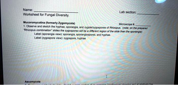 SOLVED: Name: Worksheet for Fungal Diversity: Lab section ...