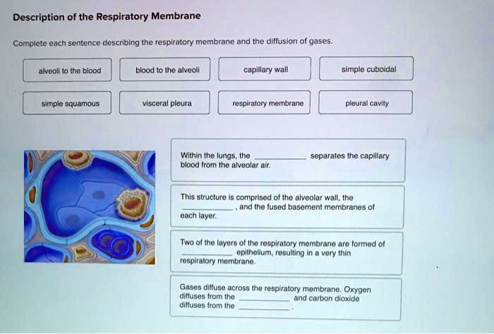 Lesson Explainer: The Human Respiratory System Nagwa, 54% OFF