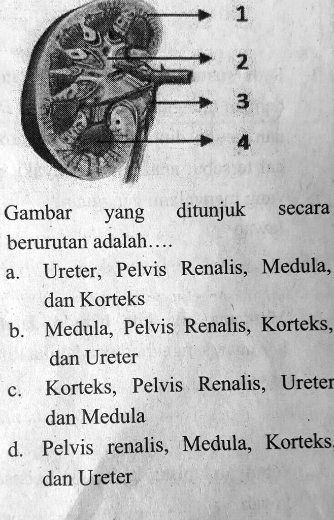 SOLVED: 28. Perhatikan gambar berikut!Nm +Gambar yang ditunjuk ... SOLVED: 28. Perhatikan gambar berikut!Nm +Gambar yang ditunjuk ...
