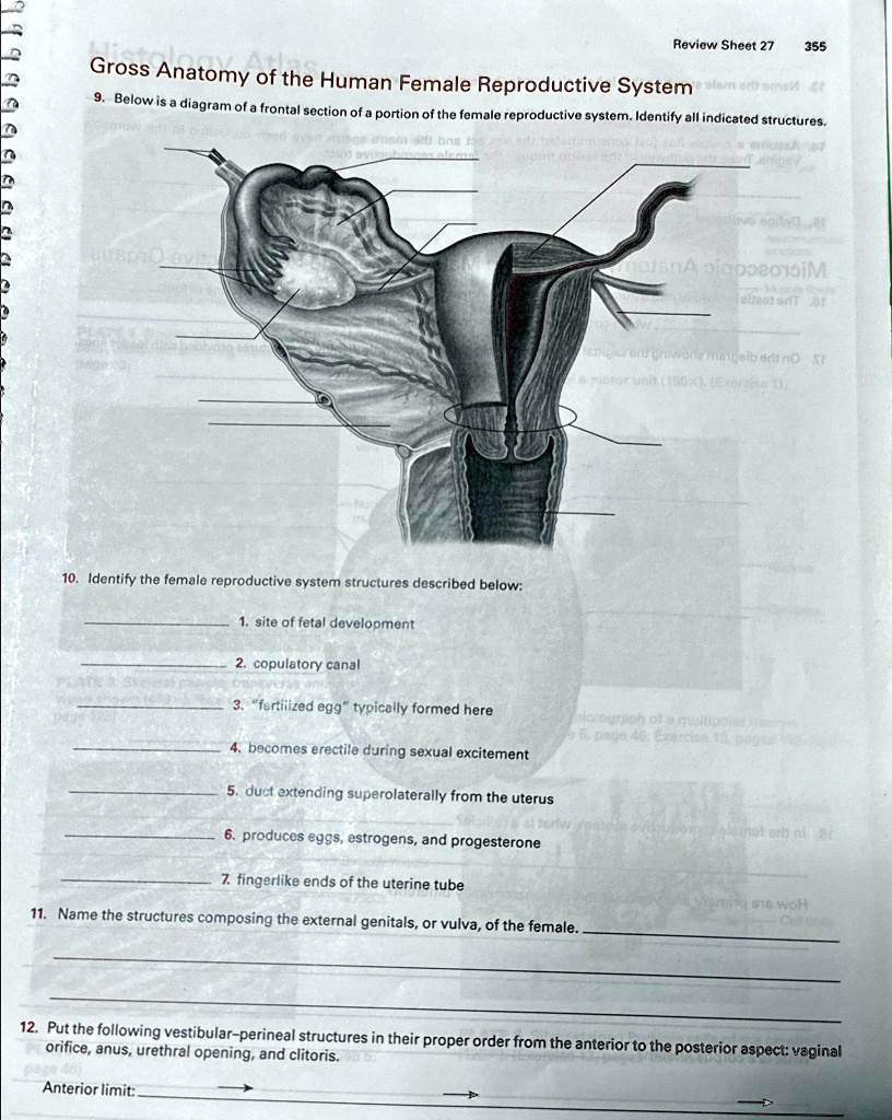 Review Sheet 27 355 Gross Anatomy of the Human Female Reproductive ...