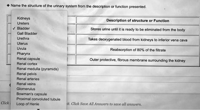 Figure 3 Dimensions Of The Urinary Bladder And Proximal