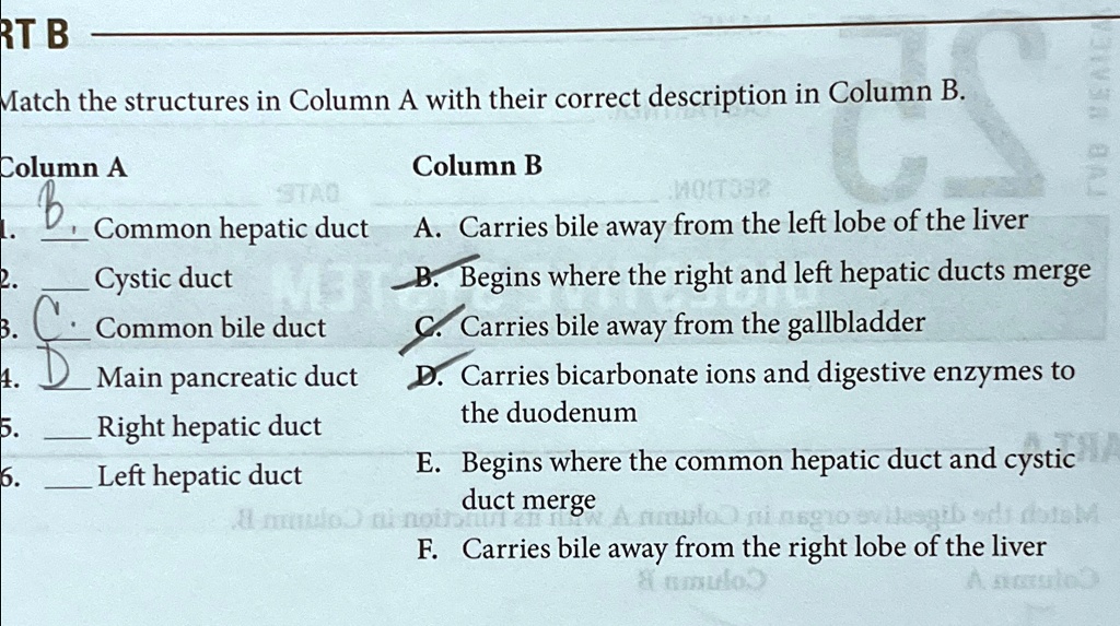 RT B Match the structures in Column A with their correct description in Column B. Column A b ...