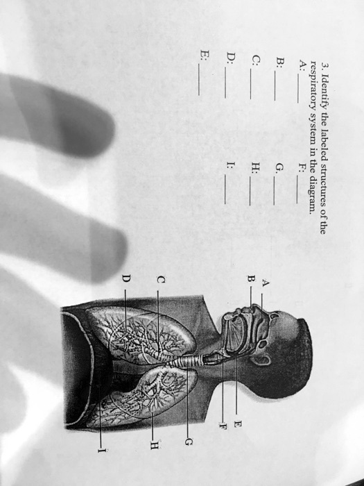 Upper Respiratory System Model Labeled
