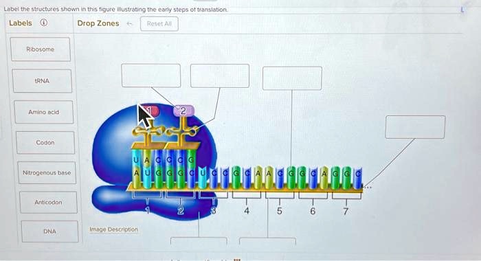 Label the structures shown in this figure illustrating the early steps ...