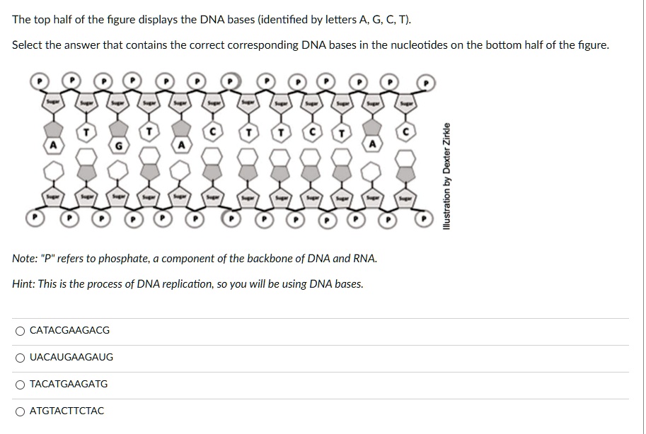 [GET ANSWER] The top half of the figure displays the DNA bases (identified by letters A, G, C, T ...