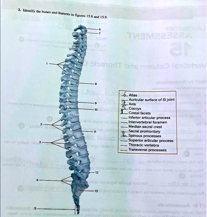 texts 2 identify the bones and features in figures 158 and 159 pactare ...