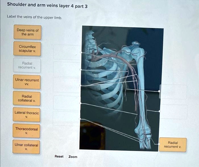 SOLVED: Shoulder and arm veins layer 4 part 3 Label the veins of the upper limb Deep veins of ...