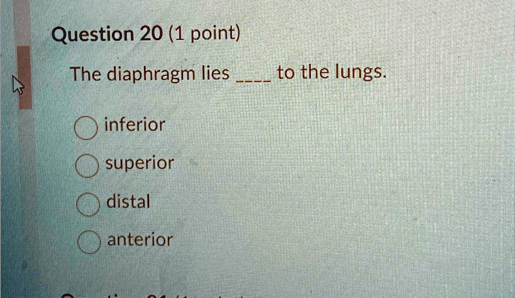 Question 20 (1 point) The diaphragm lies to the lungs. inferior ...
