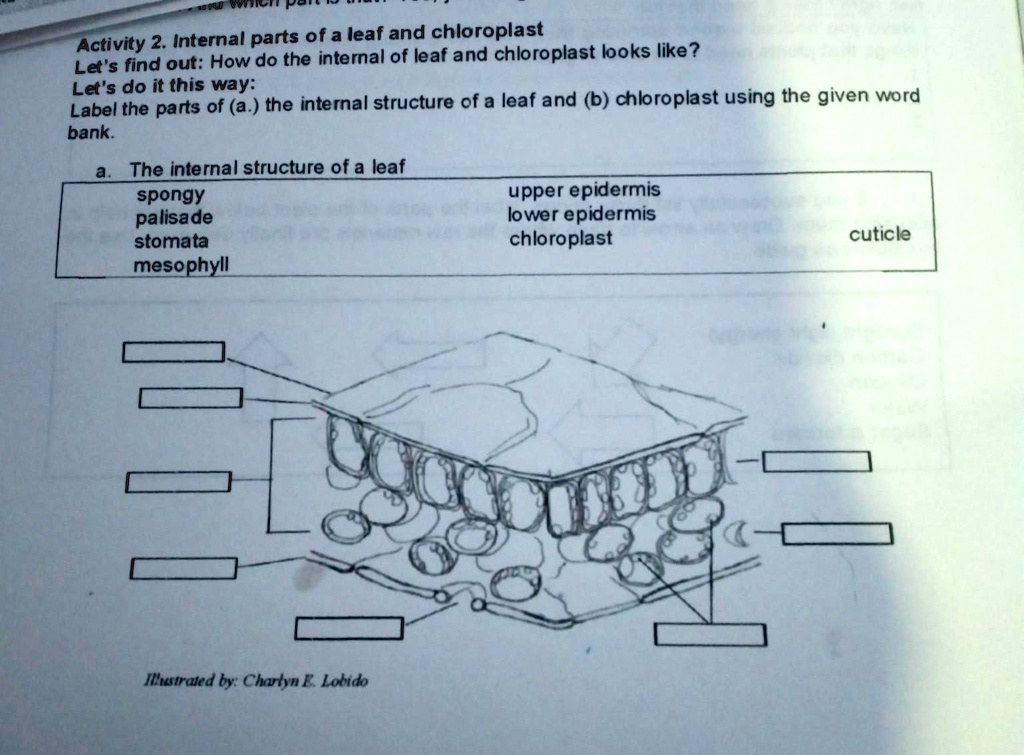 Activity 2. Internal parts of a leaf and chloroplast. Let's find out ...