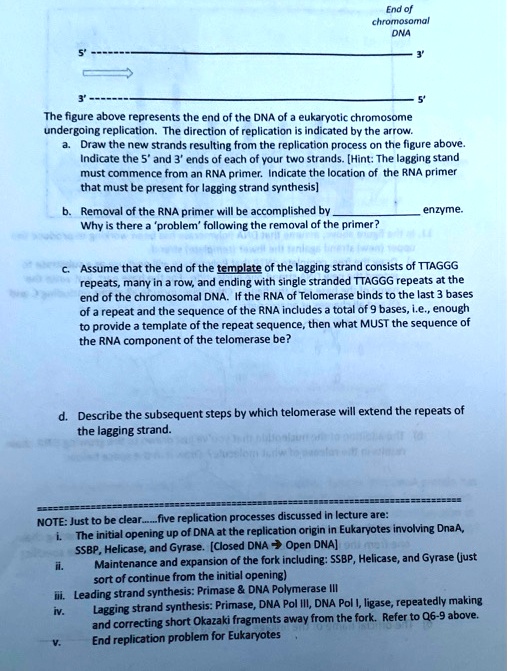 SOLVED: Lmromosorriai DNA The figure above represents the end of the ...
