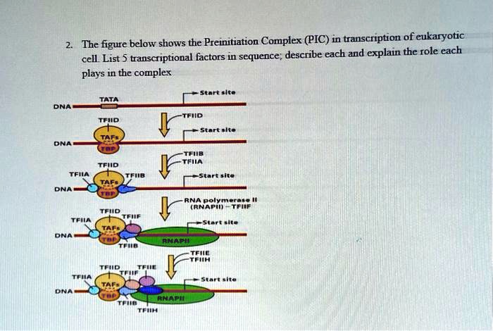 SOLVED: The figure below shows the Preinitiation Complex (PIC) in ...