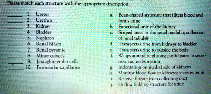 Urinary System Renal Hilum