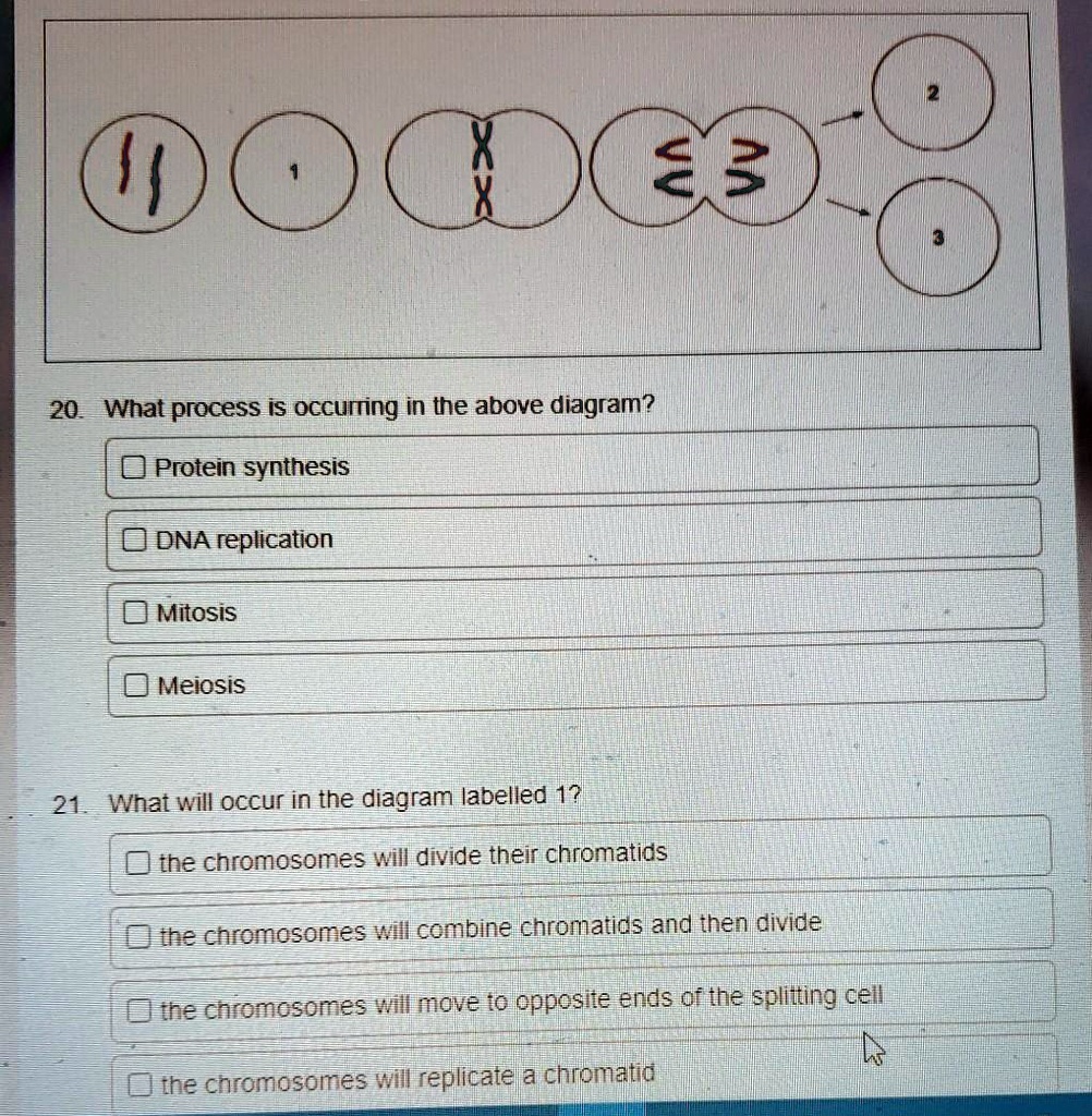 SOLVED: 43 20 What process iS occuming in the above diagram? Protein ...
