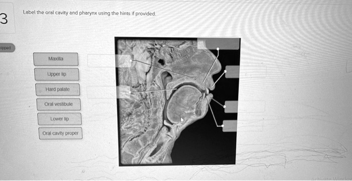 SOLVED: 3 Label the oral cavity and pharynx using the hints if provided ...