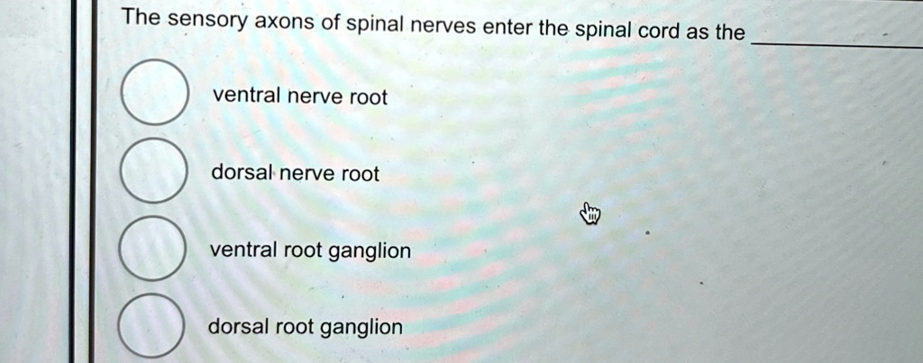 the sensory axons of spinal nerves enter the spinal cord as the ventral ...