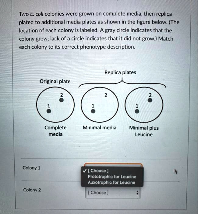 two e coli colonies were grown on complete media then replica plated to ...