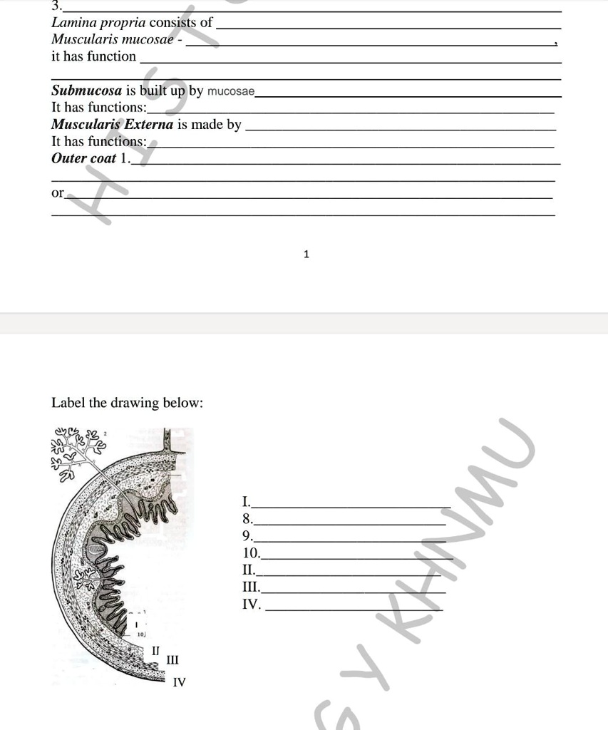 3. Lamina propria consists of Muscularis mucosae - it has function ...