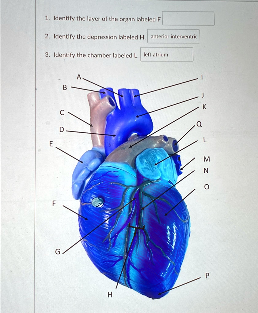 identify the layer of the organ labeled f identify the depression labeled h anterior ...