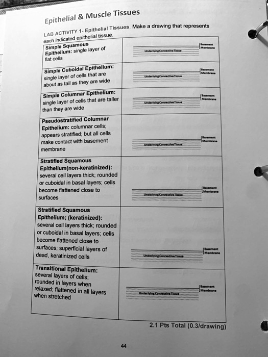 Epithelial Muscle Tissues LAB ACTIVITY 1- Epithelial Tissues. Make a ...