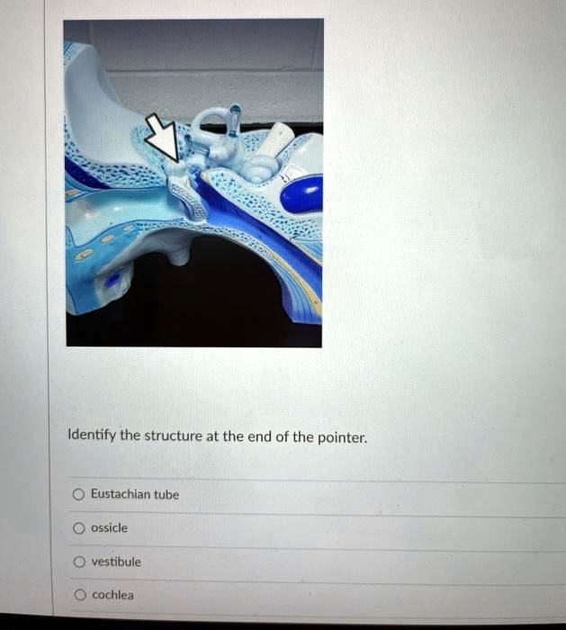 SOLVED: Identify the structure at the end of the pointer: Eustachian tube ossicle: vestibule cochlea