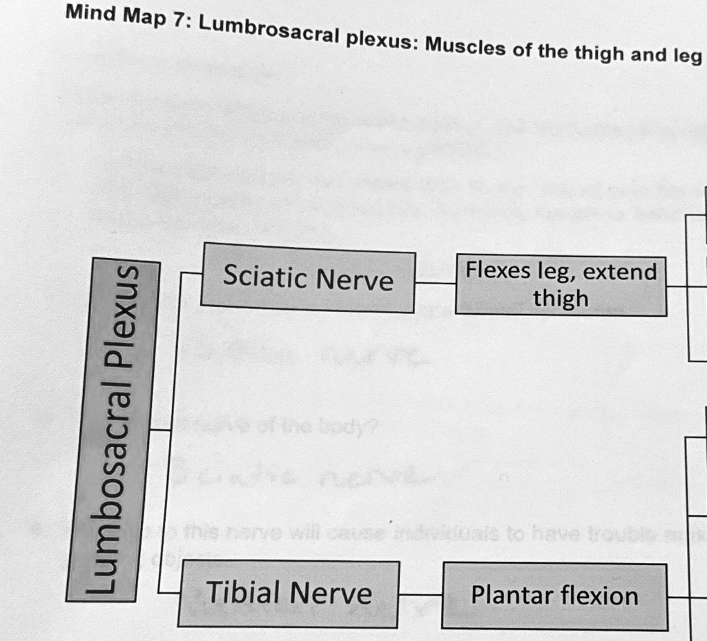 Lumbosacral Plexus Mind Map 7: Lumbrosacral plexus: Muscles of the ...